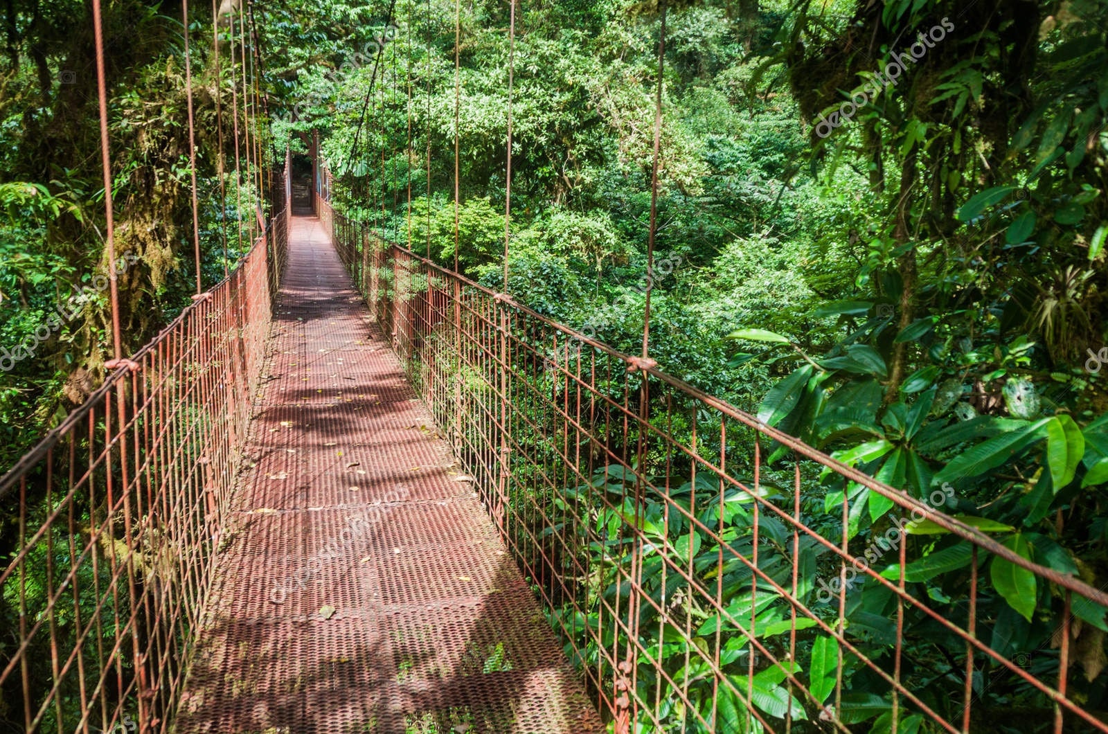 Los bosques más grandes del planeta