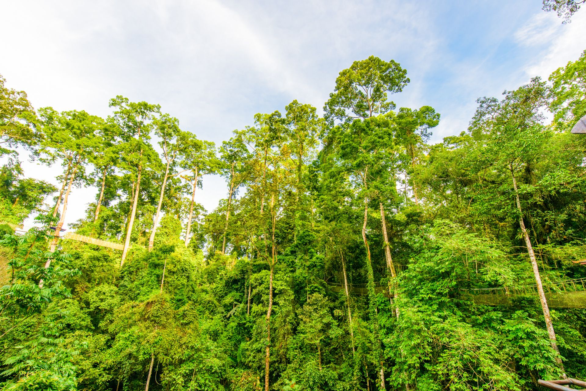 Los bosques más grandes del planeta