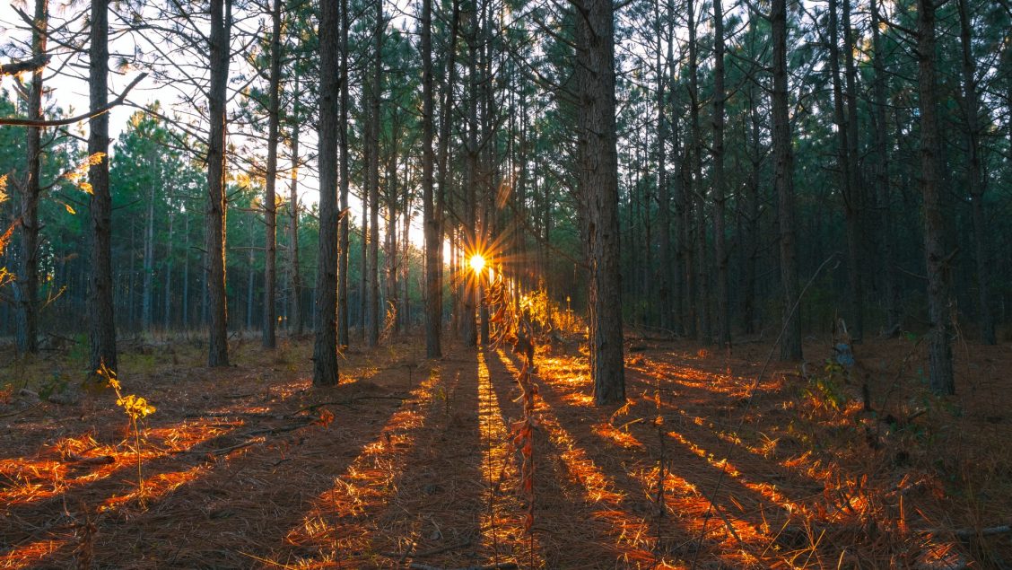 Los bosques más grandes del planeta