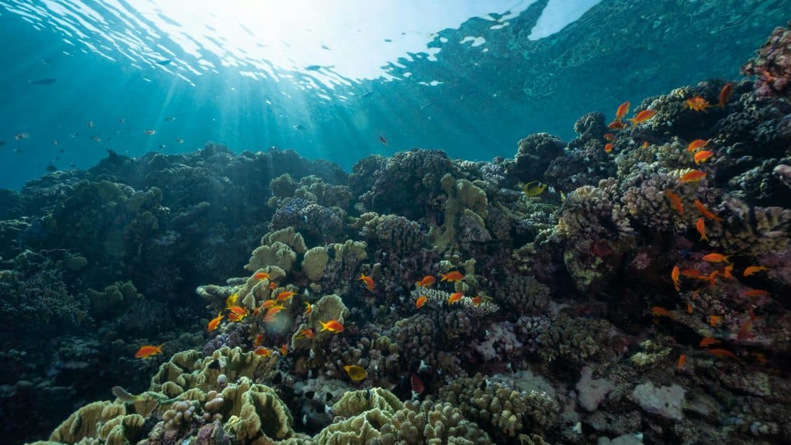 El ingenio y la creatividad del ser humano